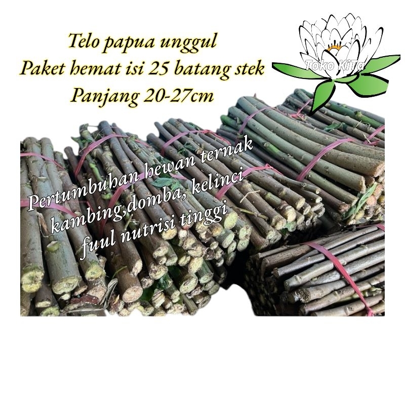 Jual Telo Papua Unggul Paket Hemat Isi ( 25 Batang Stek ) Panjang 20 ...