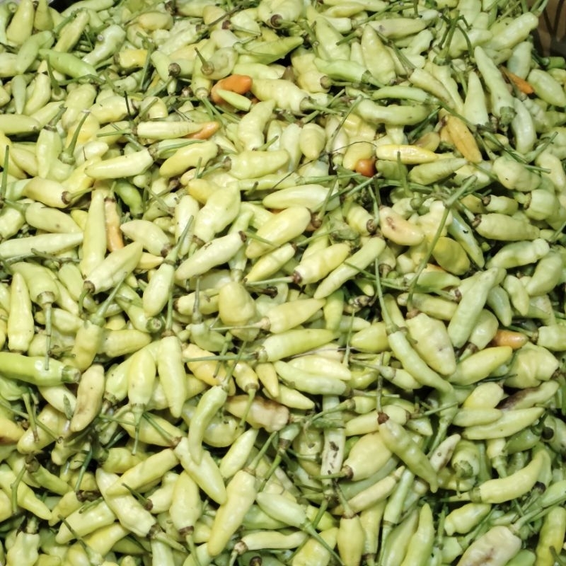 Jual CABE RAWIT PUTIH 500 GRAM | Shopee Indonesia