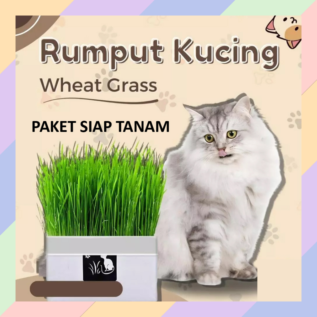 Jual FH82 Rumput Kucing Paket Tumbuh KEMASAN Benih Gandum Premium Cat ...