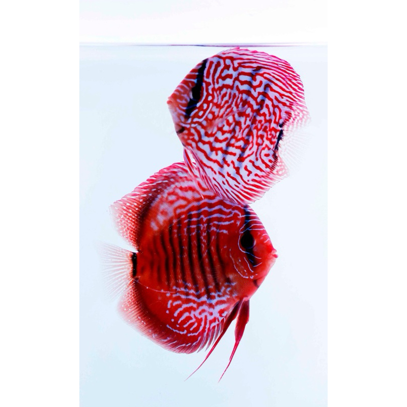 Jual Discus Aquatic | Ikan Discus 2 inch | Ikan Hias Air Tawar | Shopee ...