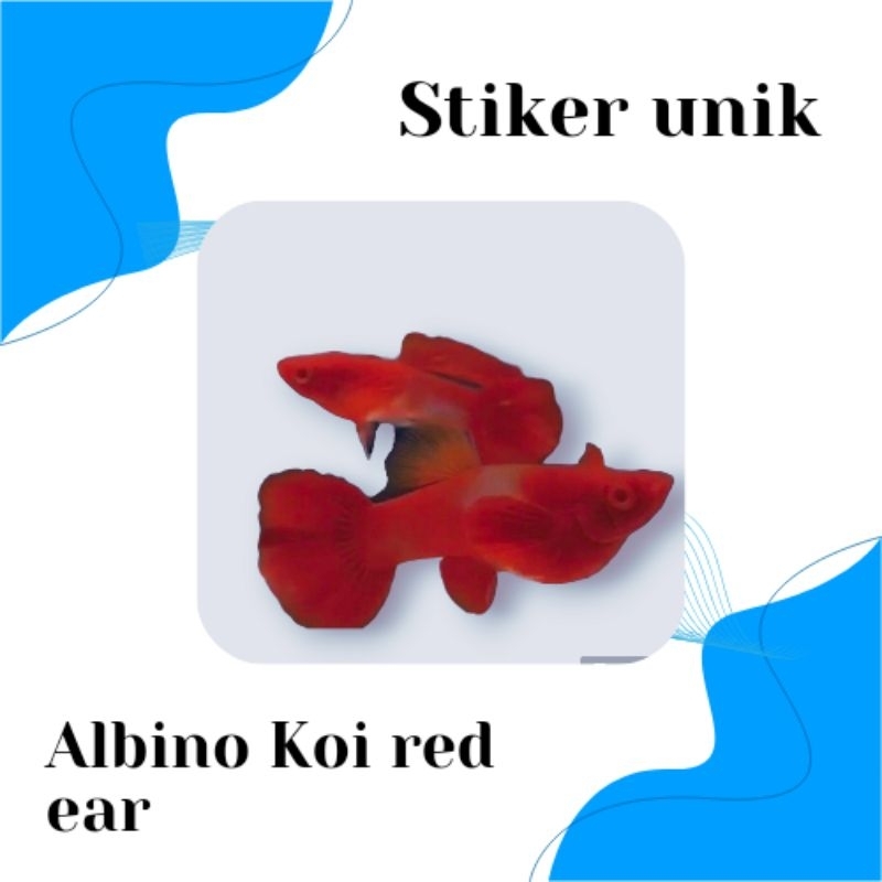 Jual STIKER UNIK ALBINO KOI RED EAR | Shopee Indonesia
