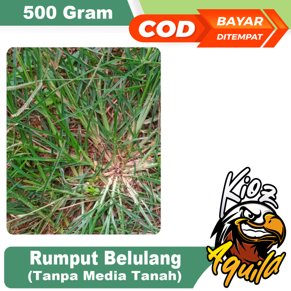 Jual Daun Tanaman Rumput Belulang atau jampang segar fresh 500 gram ...