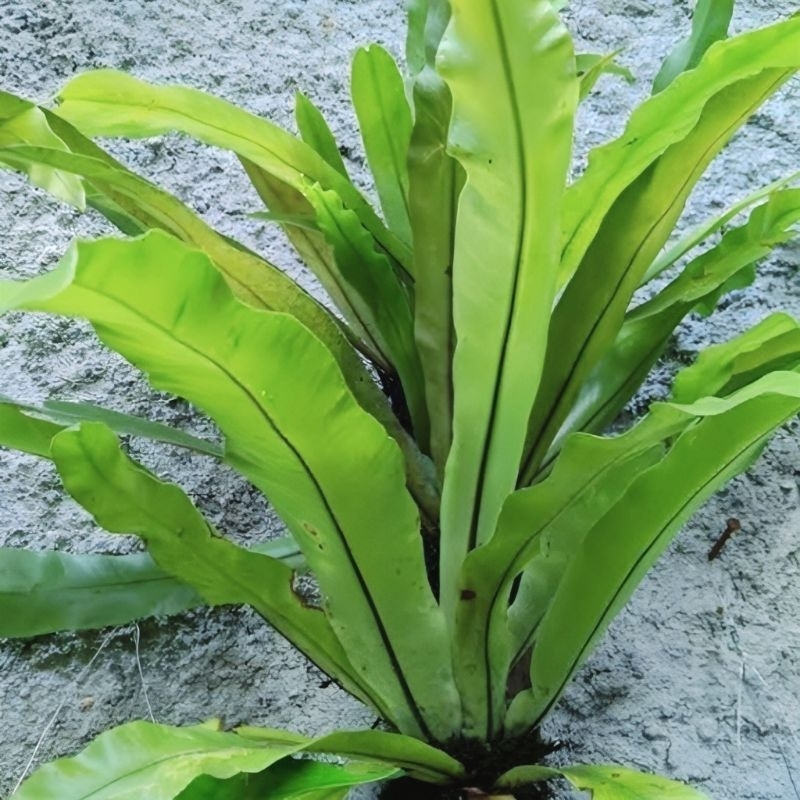 Jual Kadaka hias ukuran besar/Tanaman kadaka hias super jumbo, kadaka ...