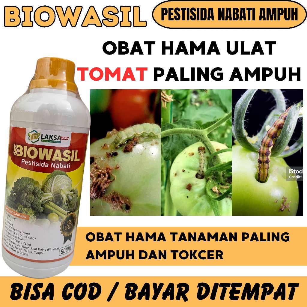 Jual obat hama ulat pada tanaman tomat biowasil 500 Ml Pembasmi Hama Ulat Pada Buah Tomat Paling ...