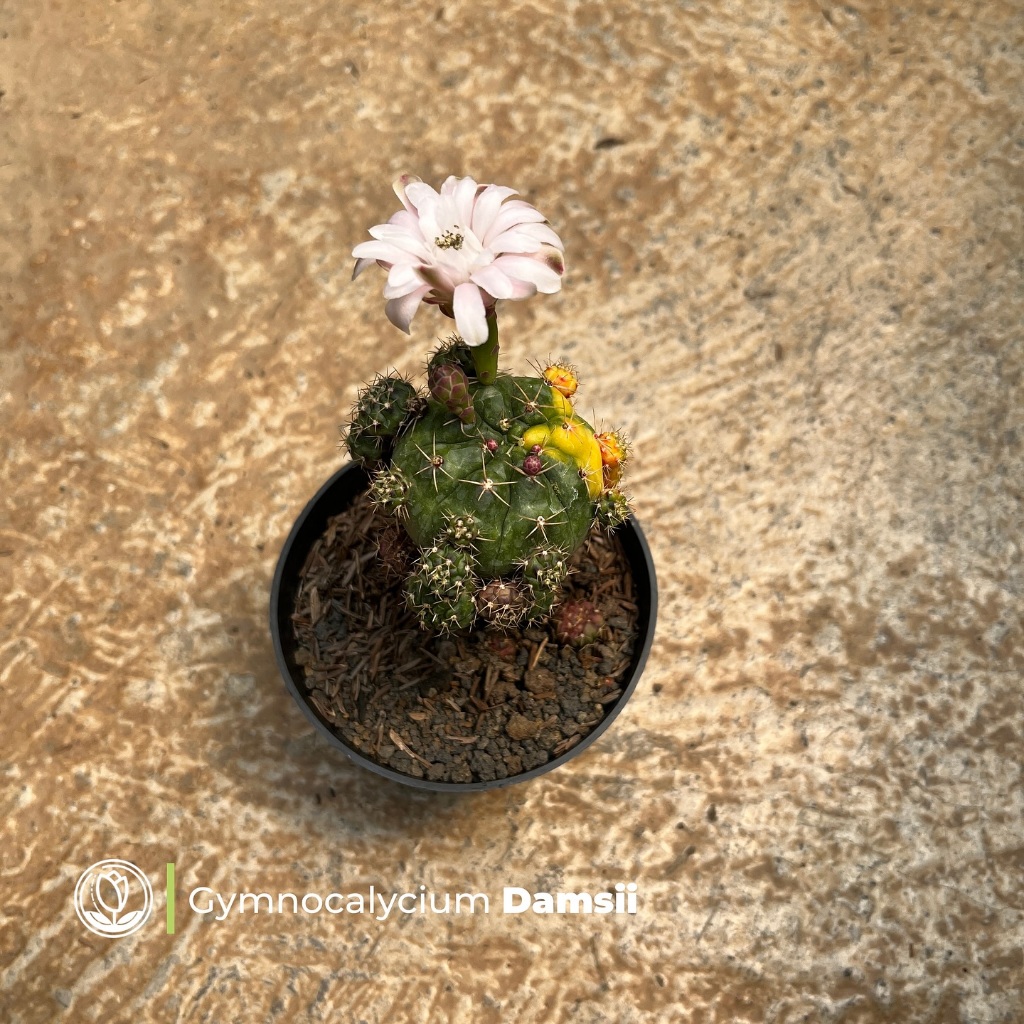 Jual Kaktus Tanaman Hias Cacctus Gymnocalycium Damsi (LR) | Shopee ...