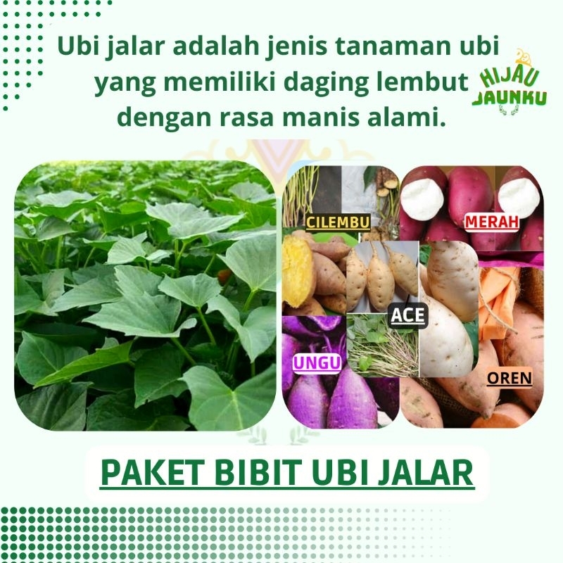 Jual Stek Cutting Bibit Ketela Rambat Manis Umbi Ubi Jalar Super Unggul ...