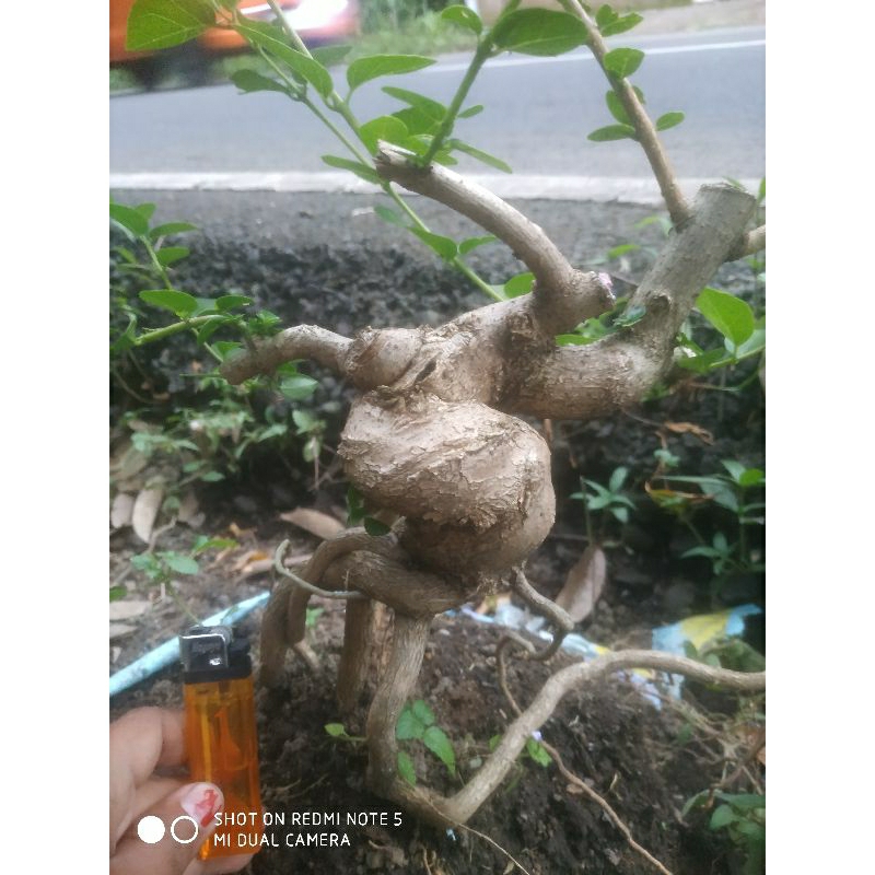 Jual split trunk istimewa bos 300000 saja | Shopee Indonesia