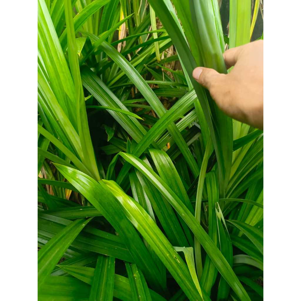 Jual Daun Pandan Segar 1 Ikat 10 Lembar di petik saat ada pesanan ...