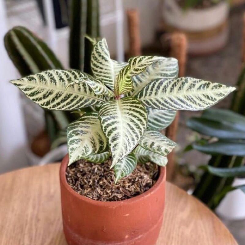 Jual Tanaman hias zebra rimbun (Aphelandra squarrosa) tanaman indor ...