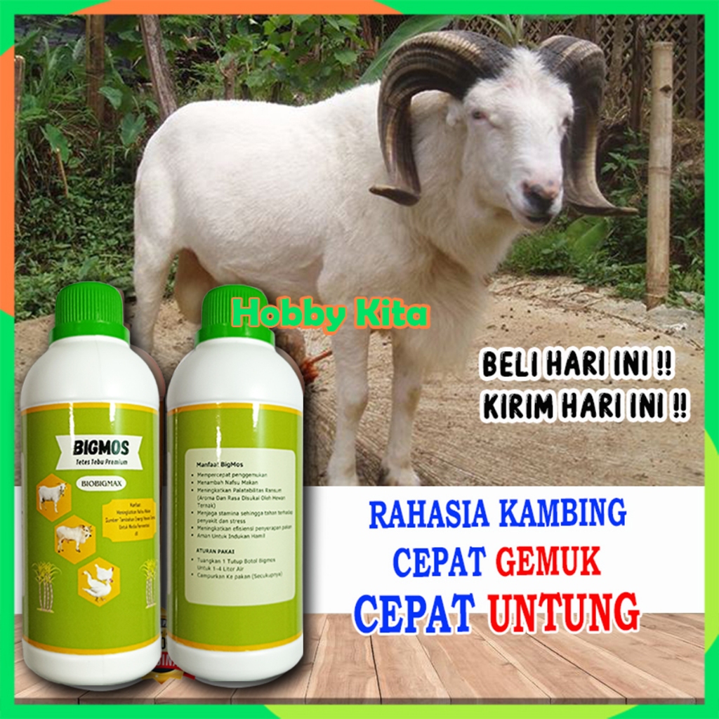 Jual Penggemuk Kambing dan Domba BIGMOS Obat Penggemuk Kambing Paling ...