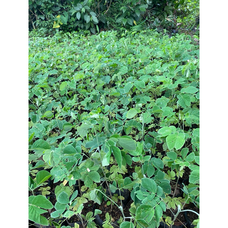 Jual Tanaman Trembesi - Samanea saman - Pohon Kihujan - Pohon Kumbur ...