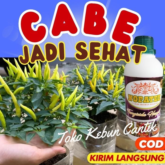 Jual Fungisida untuk Virus Kuning Cabai - Cara Efektif Mengatasi Daun ...