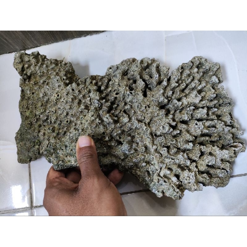 Jual Batu karang pipih bahan jembatan aquarium | Shopee Indonesia
