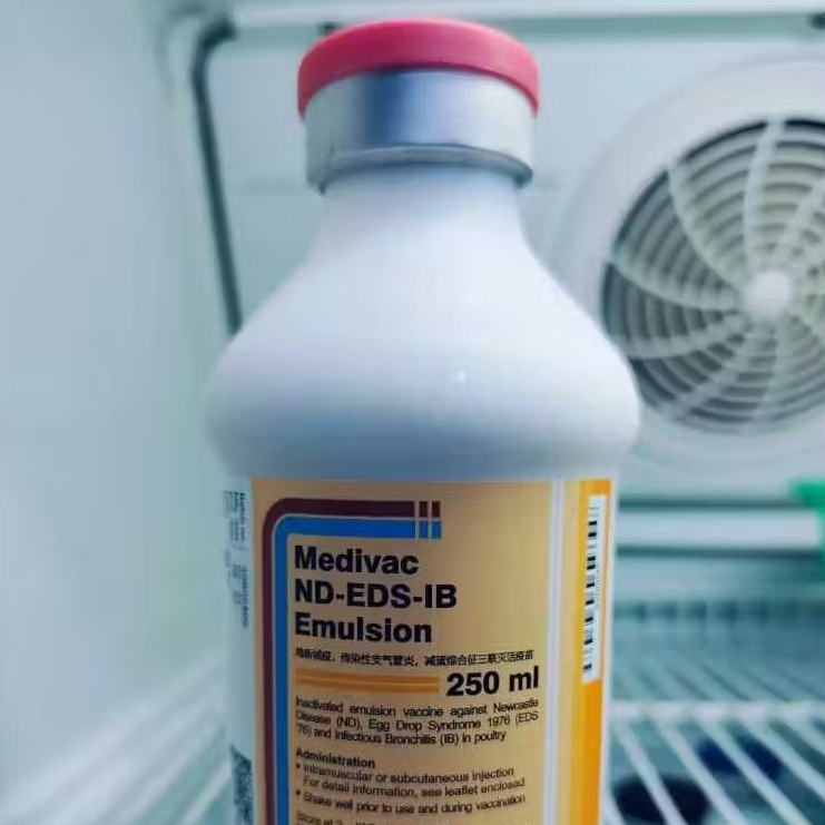Jual Vaksin Ayam Petelur Medivac ND EDS IB EMULSION 250 AYAM | Shopee Indonesia