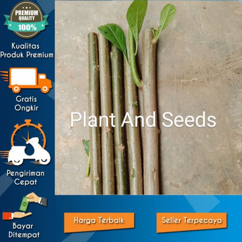 Jual 10 BATANG BIBIT STEK TANAMAN AFRIKA SELATAN (INSULIN) | Shopee ...