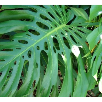 Jual monstera king 10kg | Shopee Indonesia