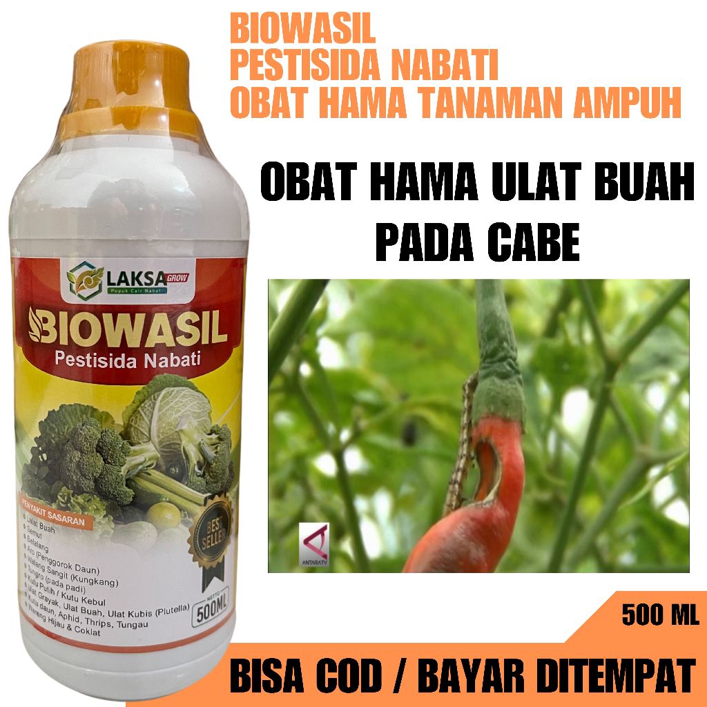 Jual BIOWASIL TERBAIK Obat Hama Ulat Pada Tanaman Cabai - Pupuk Pestisida Berkualitas Pembasmi ...