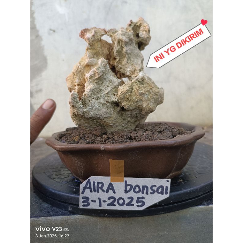Jual batu gunung untuk bonsai aquascape aquarium | Shopee Indonesia
