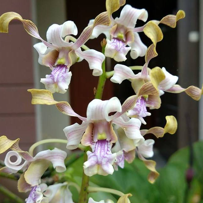 Jual Dendrobium pseudoconanthum | Anggrek Besi Sulawesi | Shopee Indonesia