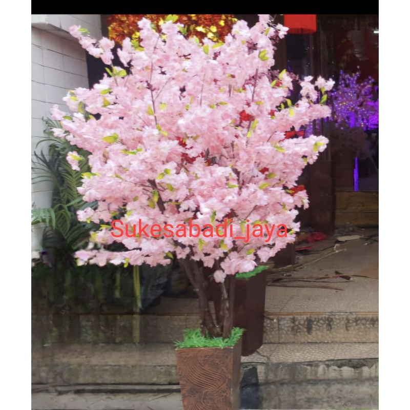 Jual Pohon IMLEK Meihua CHERRY BLOSSOM ukuran 2m & 2.5m /Bunga CHERRY ...