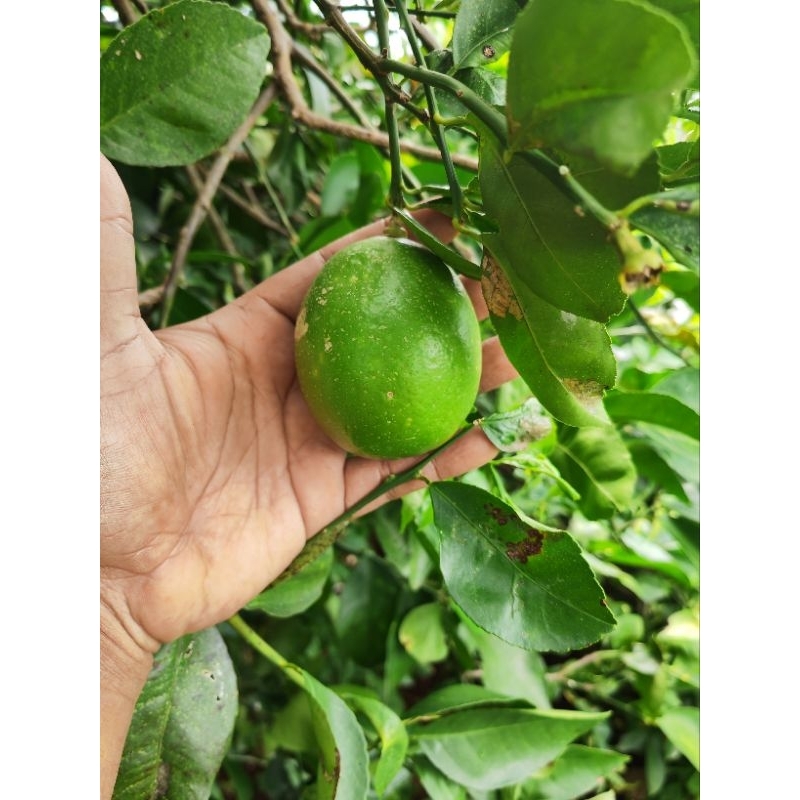 Jual lemon california 1kg | Shopee Indonesia