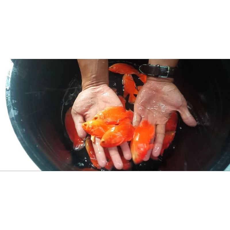 Jual Ikan Oscar Red Chili Asli Merah Sesuai Gambar | Shopee Indonesia