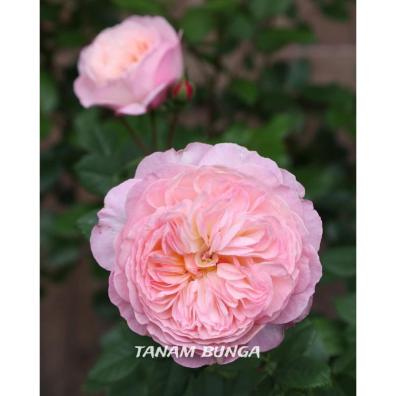 Jual Tanaman Hidup Bunga Mawar Import Constance Berbunga Wangi | Bunga ...