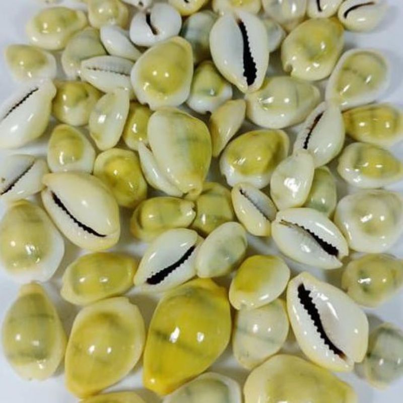 Jual KEWUK GAJIH ASLI KERANG 25 PCS | KUWUK KERANG LAUT KUNING BIJI ...