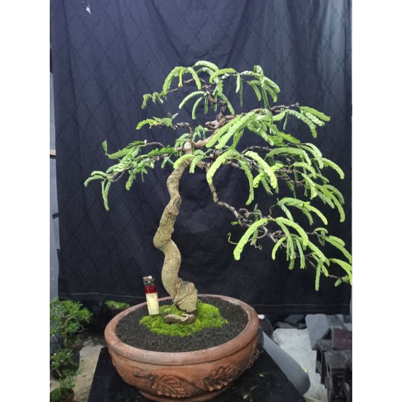 Jual Bonsai Asem Jawa Meliuk | Shopee Indonesia