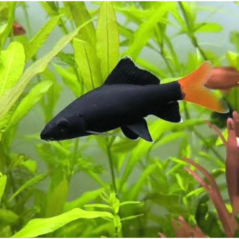 Jual ikan red tail redtail shark minnow bukan redfin ekor merah rare ...