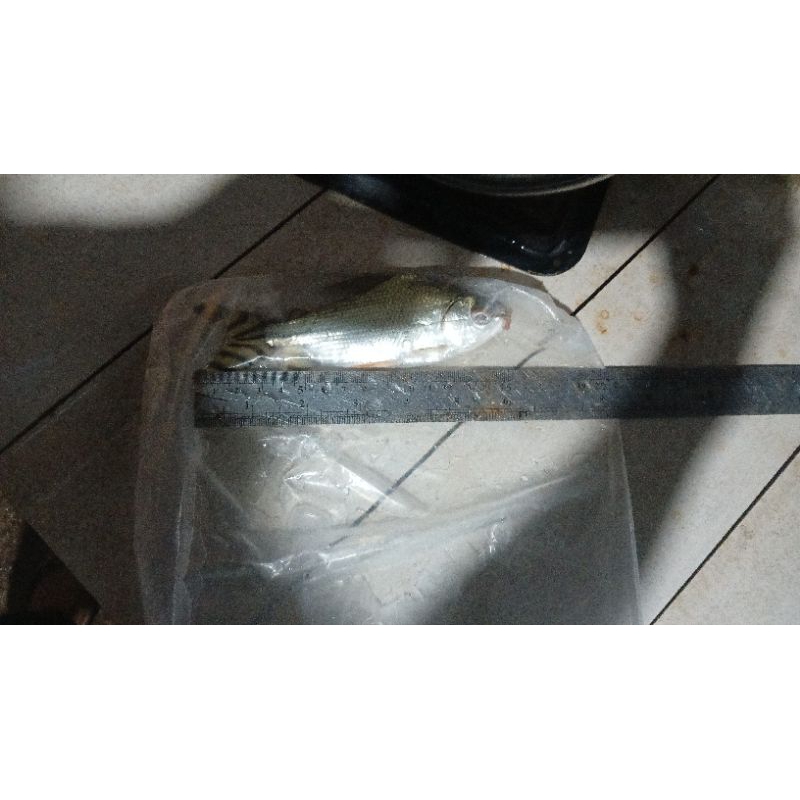 Jual hiasan yellow feifeng yff | Shopee Indonesia
