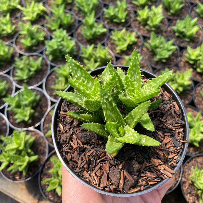 Jual Tanaman Bunga Hias Aloe Vera Mini Kaktus Dan Sukulen Untuk Kado ...