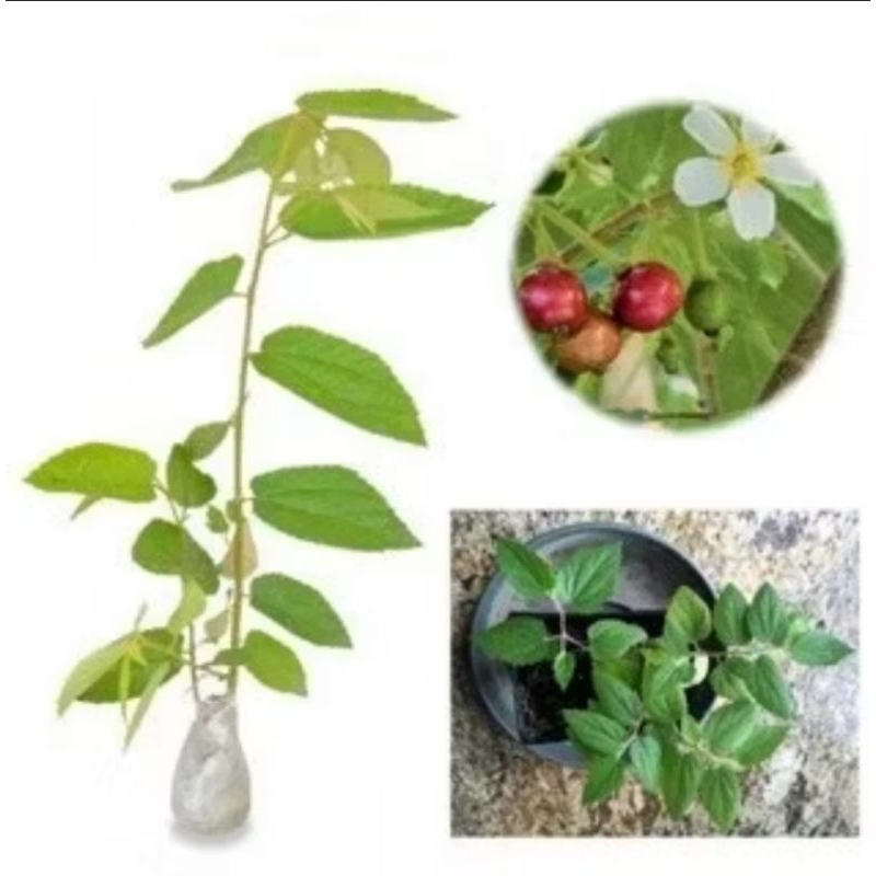 Jual Bibit Tanaman Buah Kersen/Baleci/Badri Dikirim Plus Tanah(Aman ...