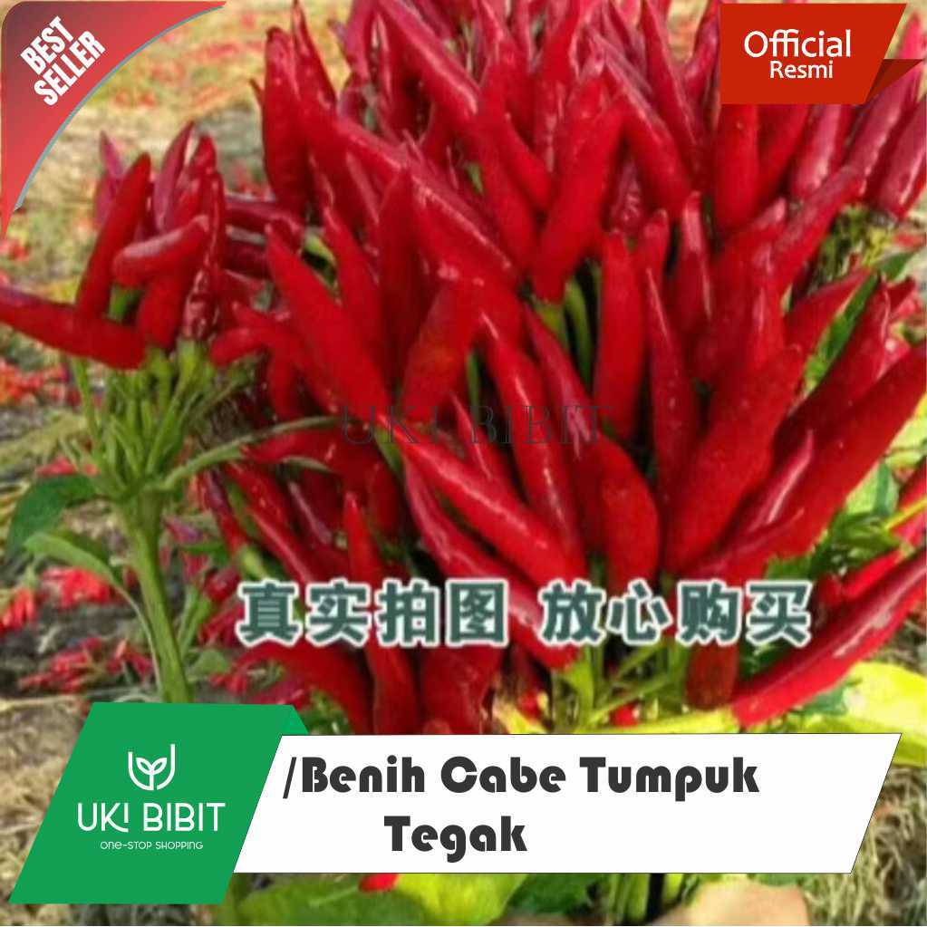 Jual ( 5 Butir ) Benih Biji Cabe Tegak Merah | Cabe Tegak Kuning | Cabe ...