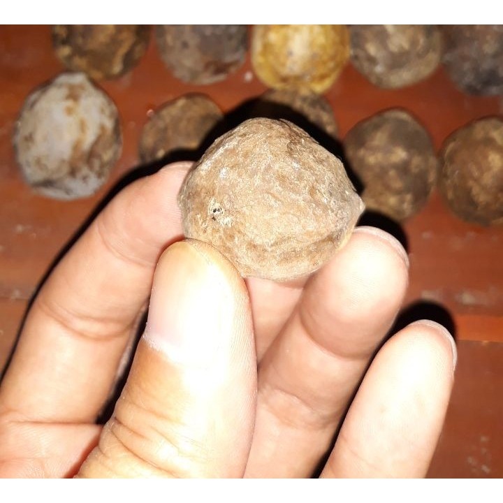Jual MUNCANG ADU ORI JAWA PAK GURU | Shopee Indonesia