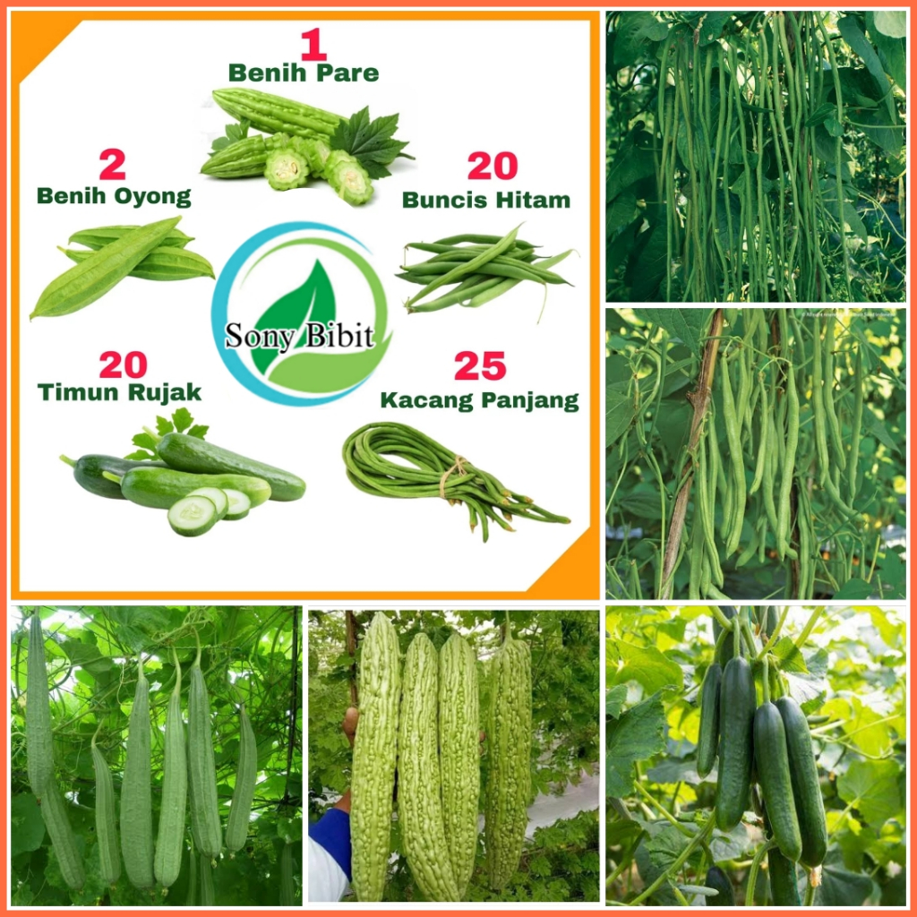 Jual Paket 5 Macam Benih Sayuran Rambat Benih Pilihan Petani | Shopee ...