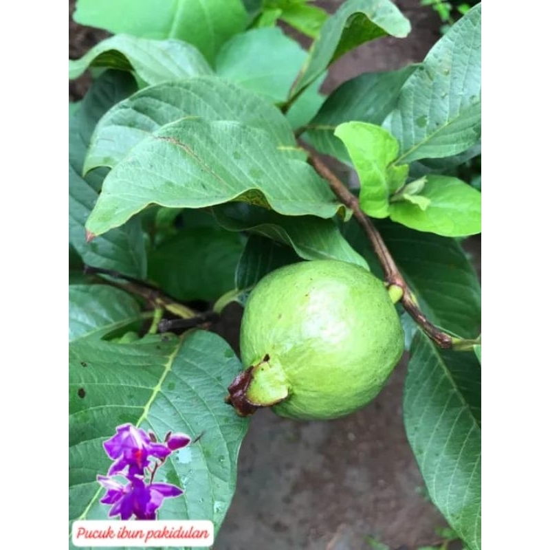 Jual buah jambu biji muda mangpaat untuk rujak bebek/1kg | Shopee Indonesia