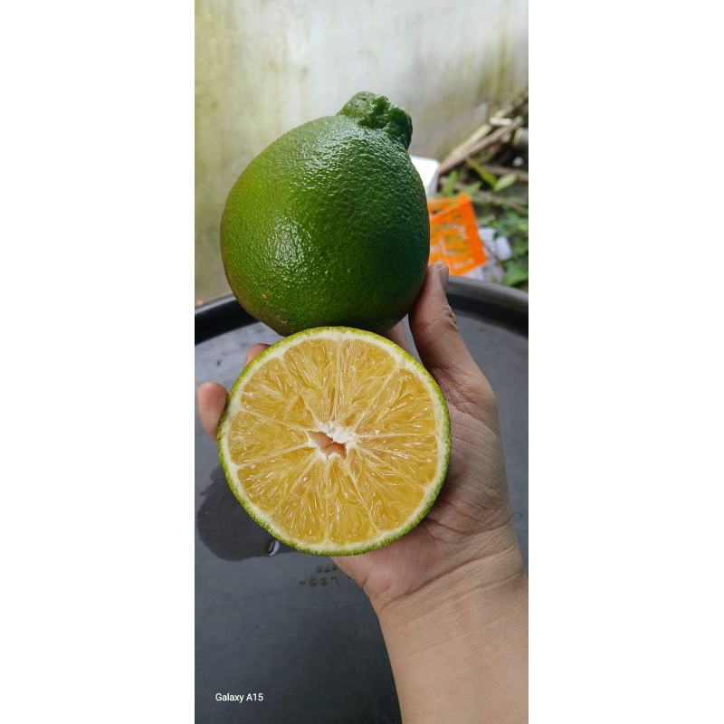 Jual Jeruk Madu Susu Sambas / Jeruk Madu Susu Pontianak 1kg | Shopee ...