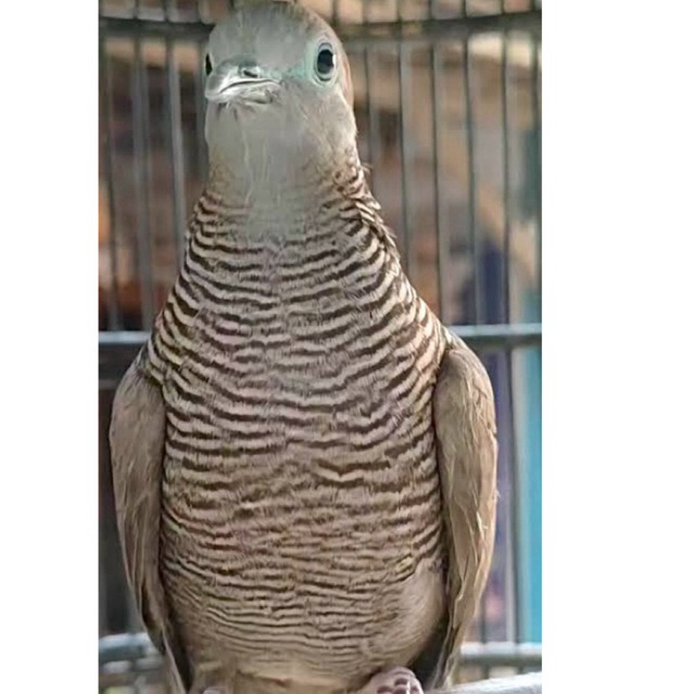 Jual BURUNG PERKUTUT CEMANI MAJAPAHIT | Shopee Indonesia