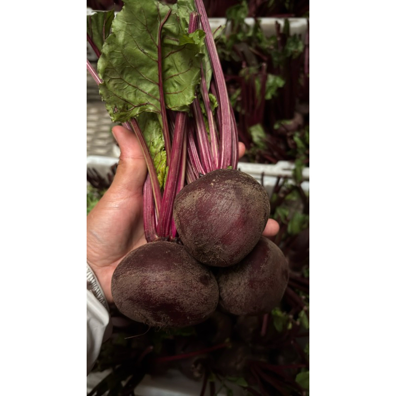 Jual buah bit 1 kg | Shopee Indonesia