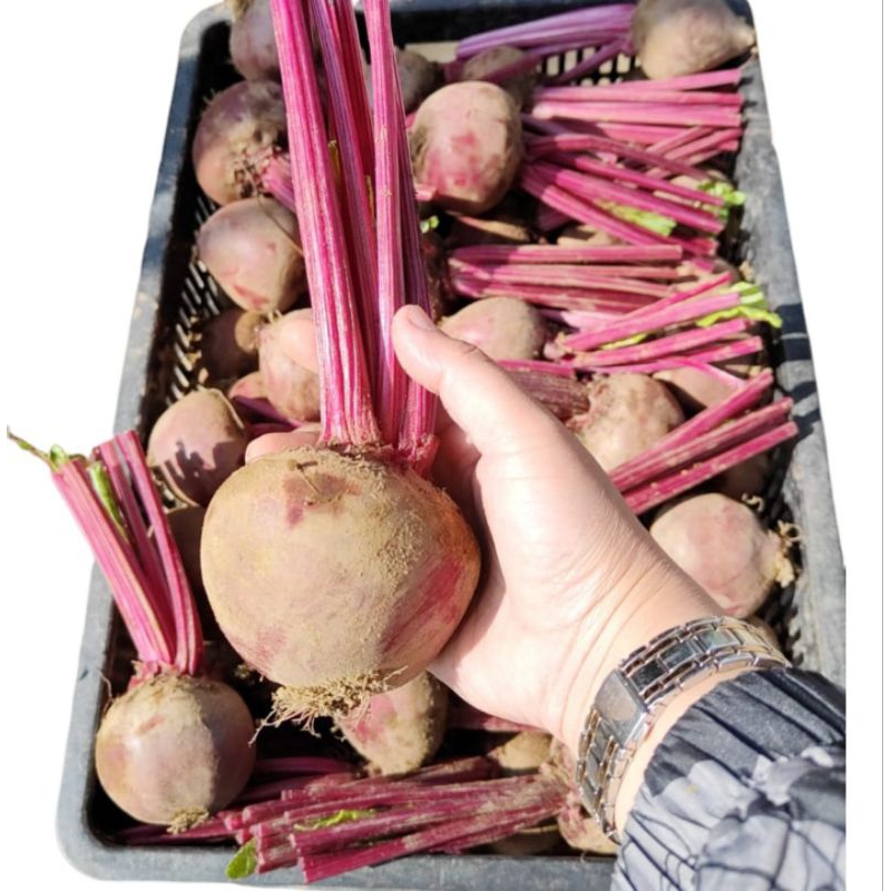 Jual BUAH BIT/BEET ROOT 1KG PENAMBAH HB | Shopee Indonesia