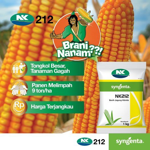 Jual Benih Jagung NK 212 - 1 KG | Shopee Indonesia