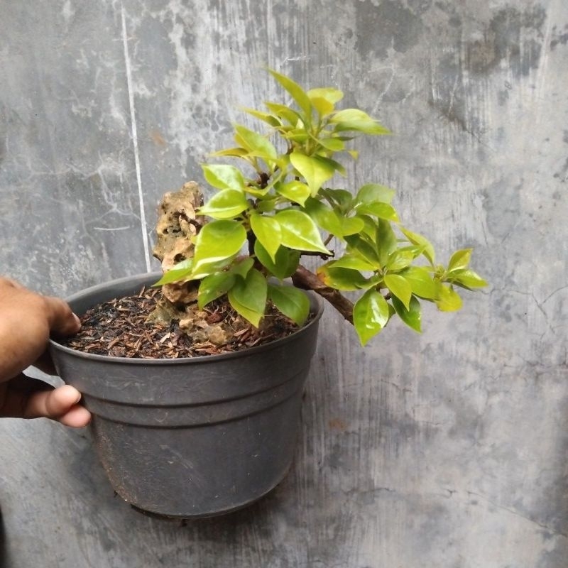 Jual bonsai bugenvil sgp otr | Shopee Indonesia