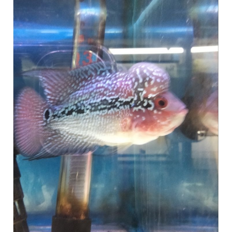 Jual Ikan Hias Lohan Grade A Kwalitas++ | Shopee Indonesia