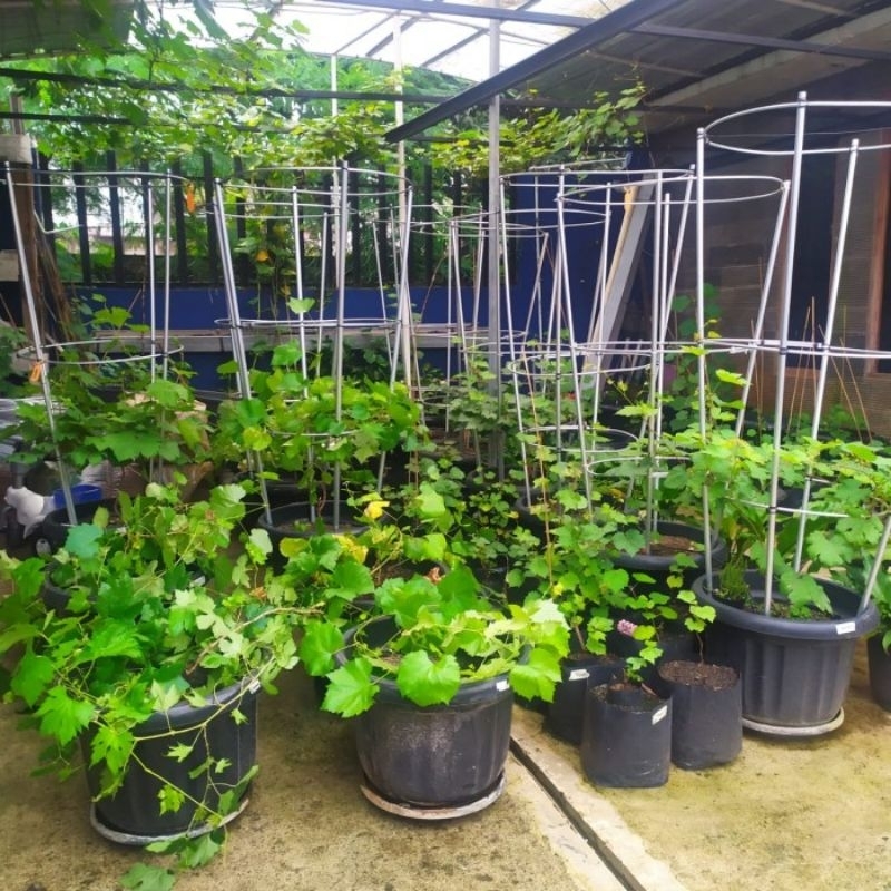 Jual Tiang Rambatan Tanaman Anggur Tabulampot Alumunium 150cm (4 tiang ...