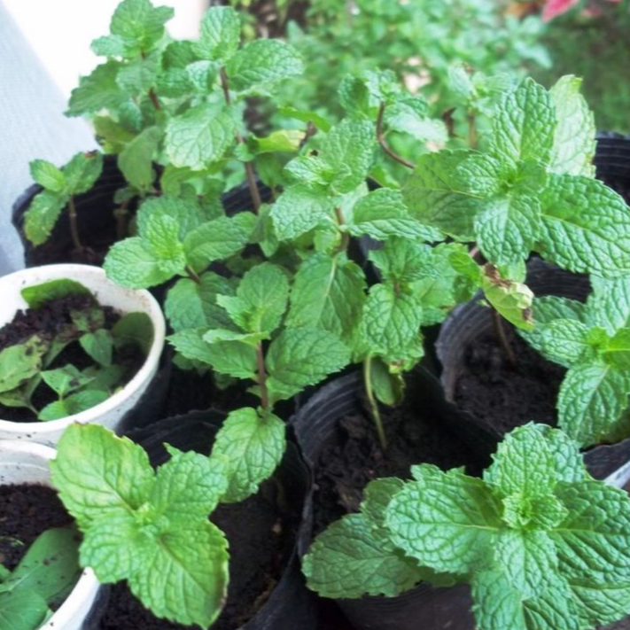 Jual Tanaman hias aromatik - tanaman daun mint ( Peppermint mentha ...
