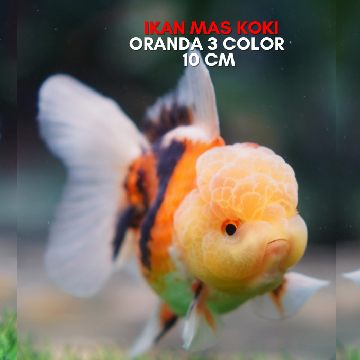 Jual IKAN MAS KOKI ORANDA 3 COLOR SIZE 10 CM | Shopee Indonesia