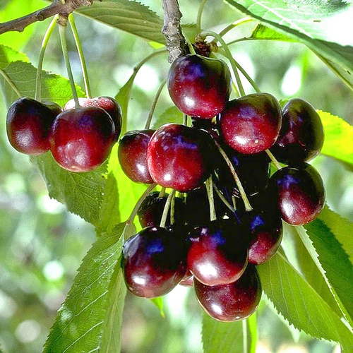 Jual Benih Bibit Biji - Buah Ceri Hitam Manis Black Tartarian Sweet ...