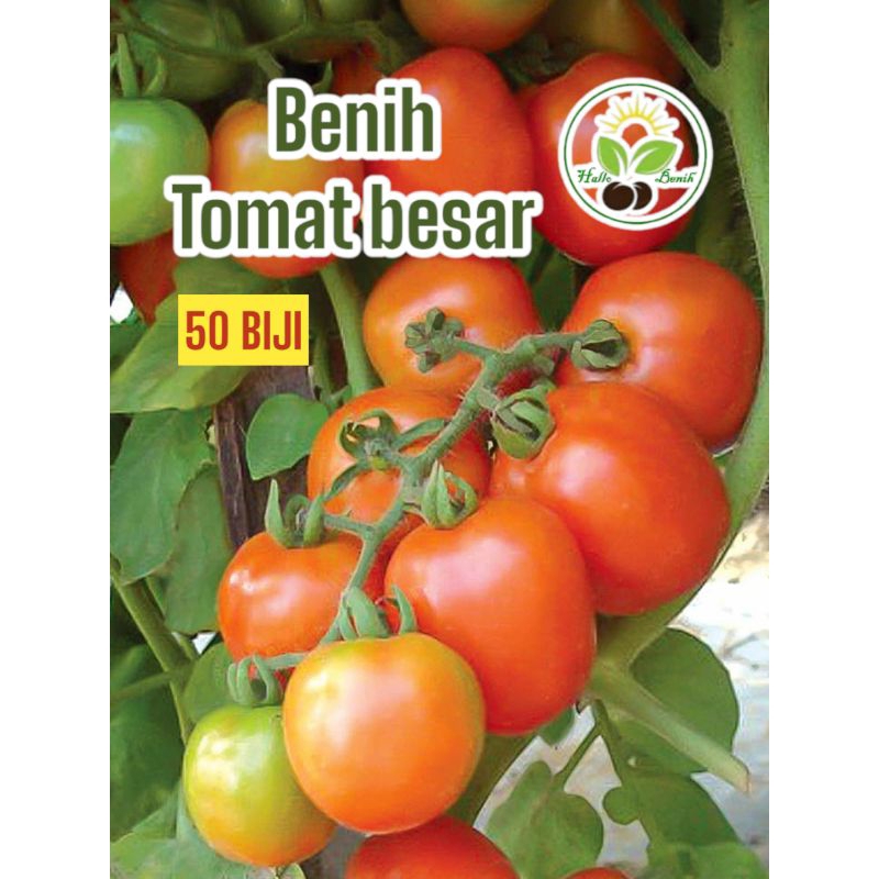 Jual 50 BIJI~BENIH TOMAT BESAR | Shopee Indonesia