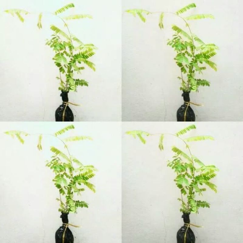 Jual BIBIT SAGA POHON SAGA RAMBAT SIAP TANAM | Shopee Indonesia